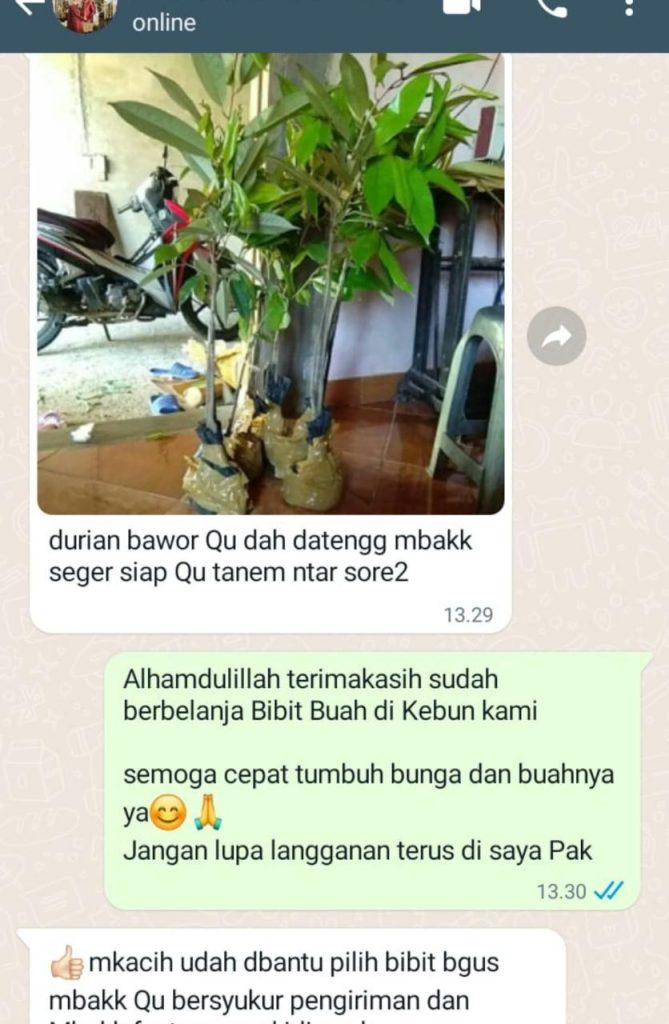 bibit durian hasil okulasi – barokahshop